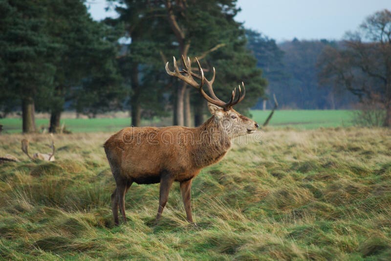 Reindeer stock photo. Image of three, natural, mammals - 17836322