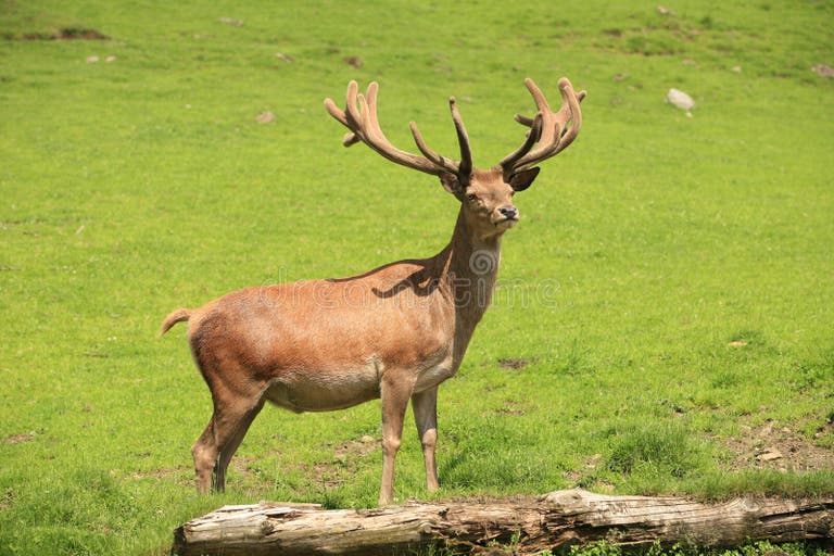 10,470 Flora Deer Stock Photos - Free & Royalty-Free Stock Photos from ...