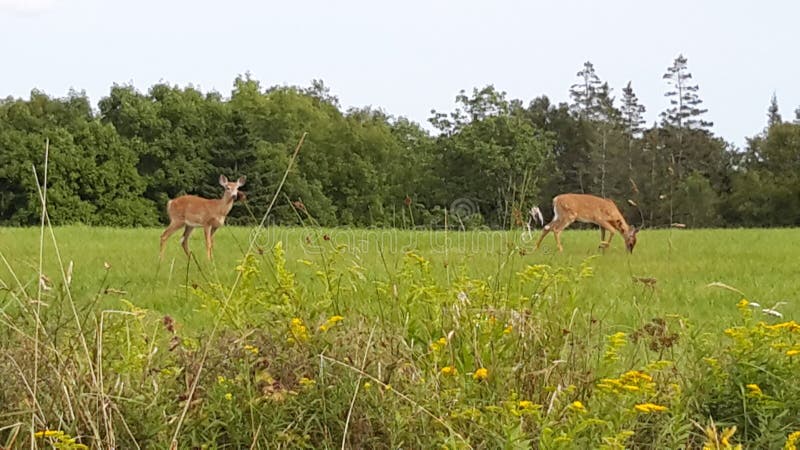 Deer stock photo. Image of animals, summer, deer, field - 159382070