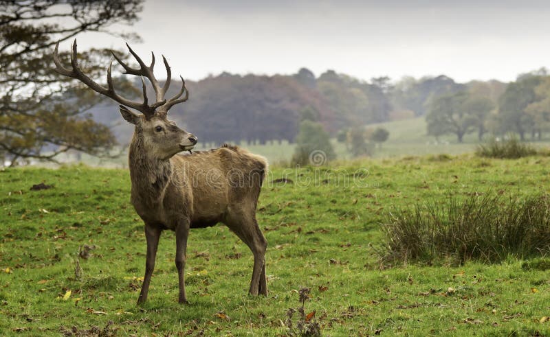 Deer stock photo. Image of green, horns, pasture, woods - 17655816