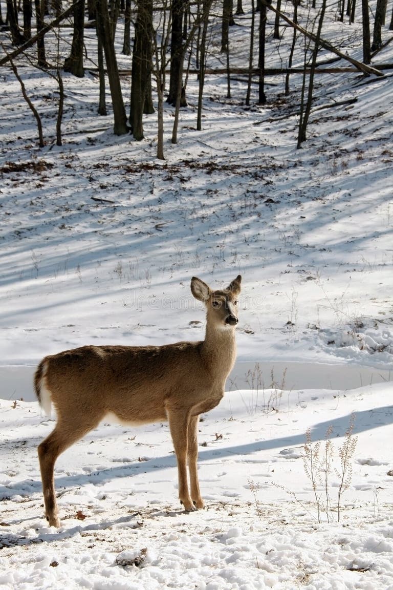 14,716 Deer Walking Pad Stock Photos - Free & Royalty-Free Stock Photos ...