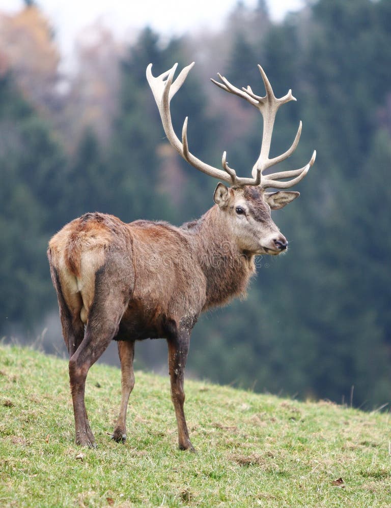 353,924 Deer Veiw Stock Photos - Free & Royalty-Free Stock Photos from ...