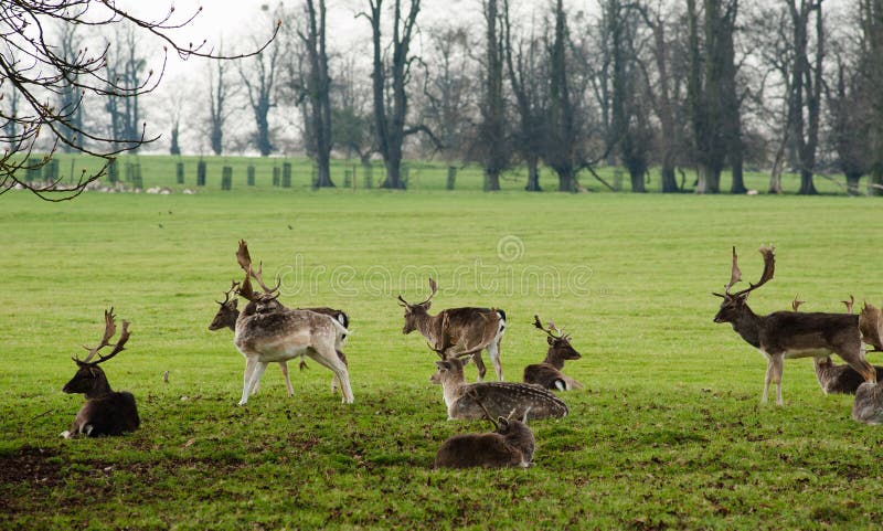 Deer stock photo. Image of calm, nature, pasture, tranquil - 19038726