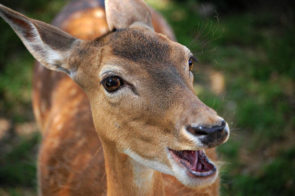 A deer stock image. Image of deer, ears, nose, fallow - 25458019