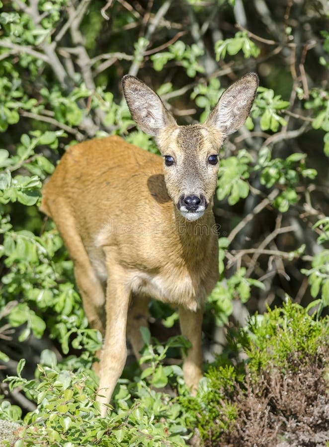 Scared young roe deer stock image. Image of puppy, animalistic - 38558923
