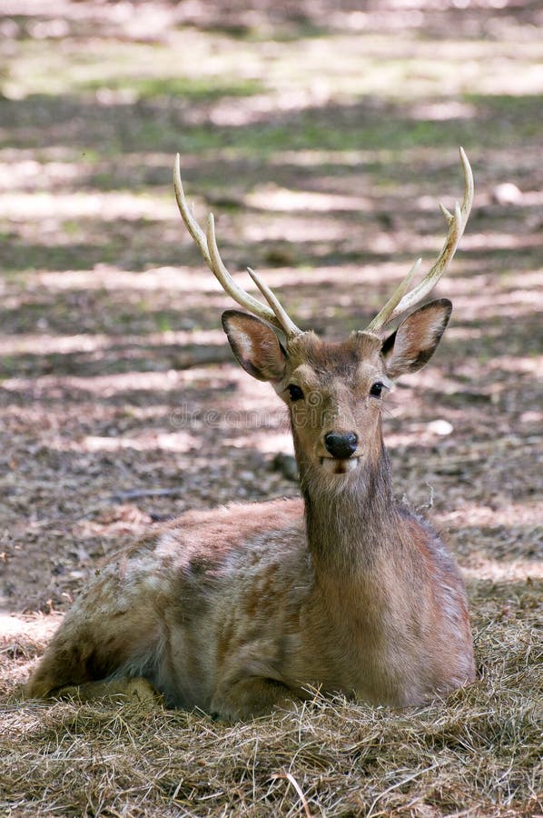 Deer stock image. Image of feed, repose, deer, beast - 26210391