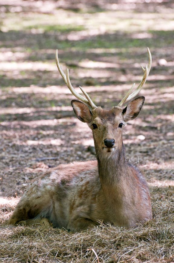 Deer stock image. Image of feed, repose, deer, beast - 26210391