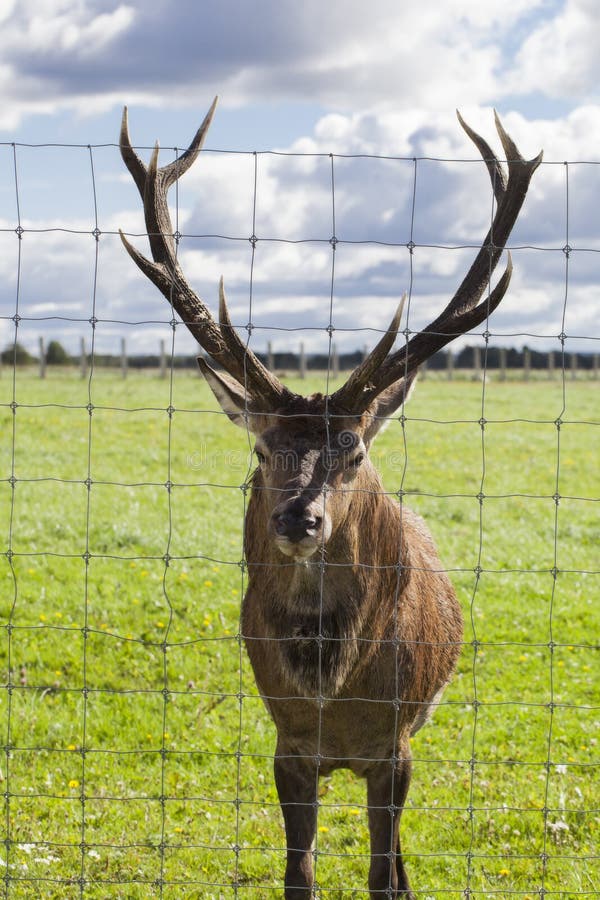 1+ Angry deer Free Stock Photos - StockFreeImages