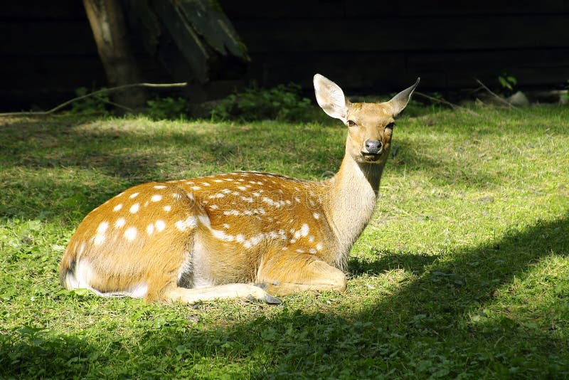 Eagle stock image. Image of blue, cuba, wing, flying, outstretched - 118743