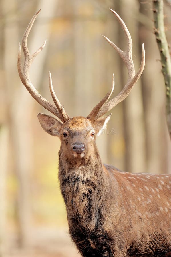 Stag portrait (red deer) stock photo. Image of deer, animal - 10459752