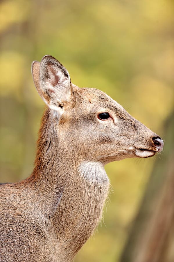 Deer stock photo. Image of forest, cervus, coat, cute - 28068000