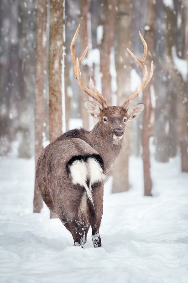 Cute deer in winter stock photo. Image of deer, cute - 12519542
