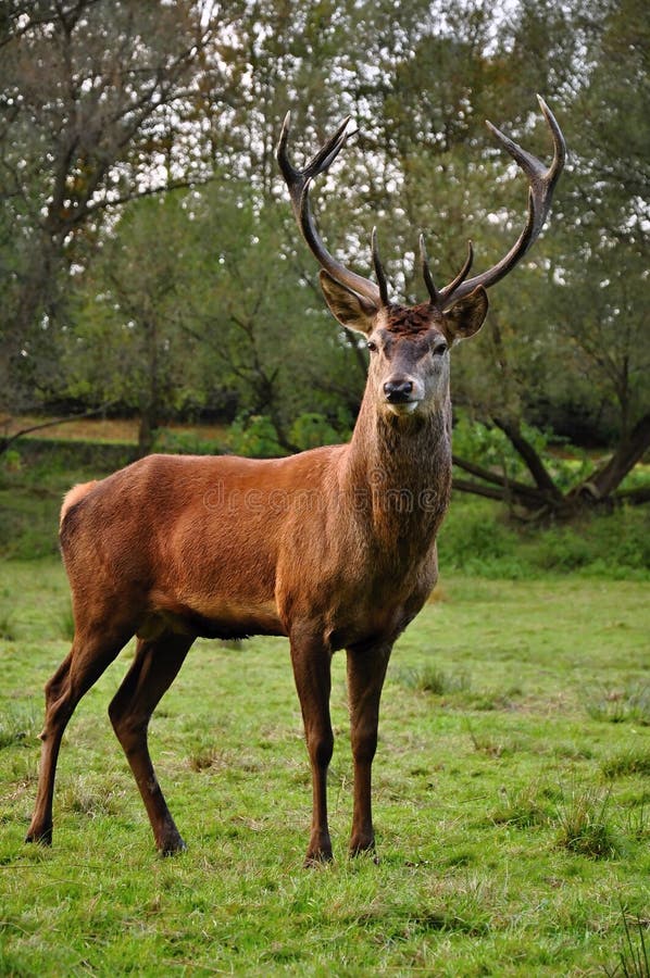 Stag portrait (red deer) stock photo. Image of deer, animal - 10459752