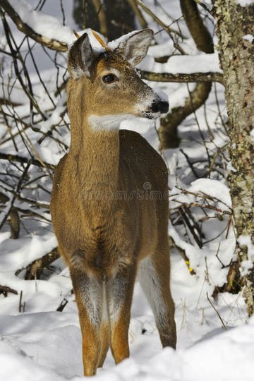 45,075 Deer Hunting Picture Stock Photos - Free & Royalty-Free Stock ...