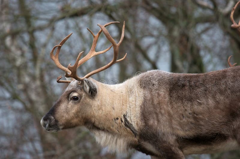 Reindeer portrait stock image. Image of external, face - 4161201