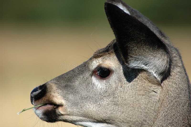 Predator & Prey stock photo. Image of hungry, hunting - 5922