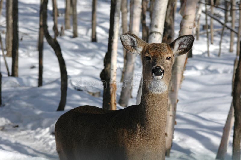 Deer stock photo. Image of dear, look, deer, stare, alerts - 451824