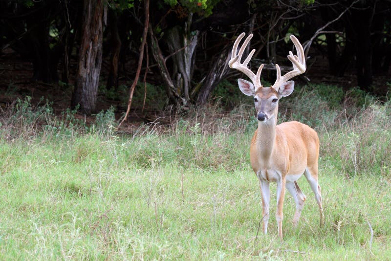 Deer stock image. Image of point, meadow, stare, white - 5097673