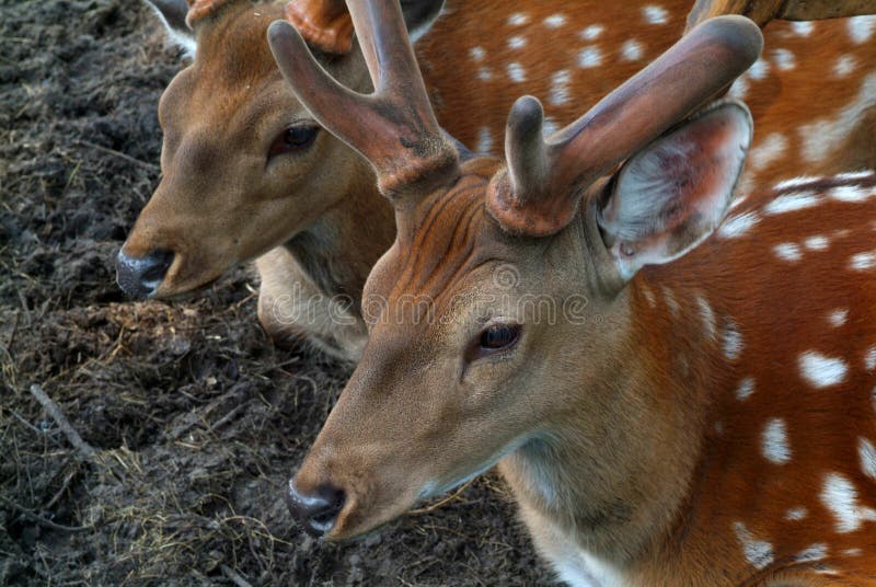 732 Sad Deer Stock Photos - Free & Royalty-Free Stock Photos from ...