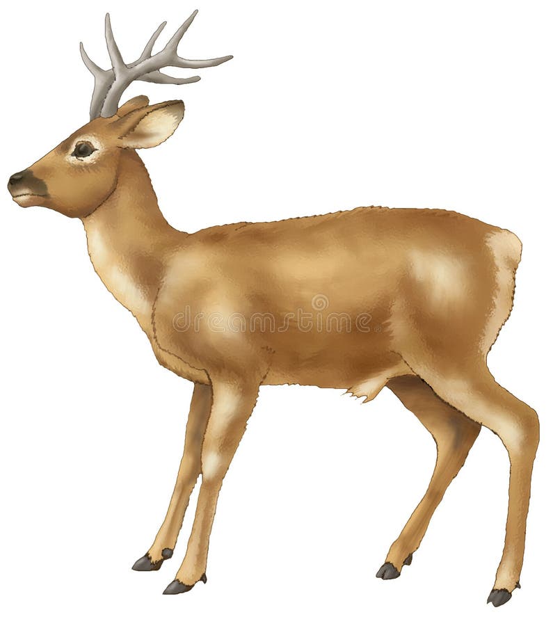 Dead moose. Deer is dead stock vector. Illustration of body - 88033204