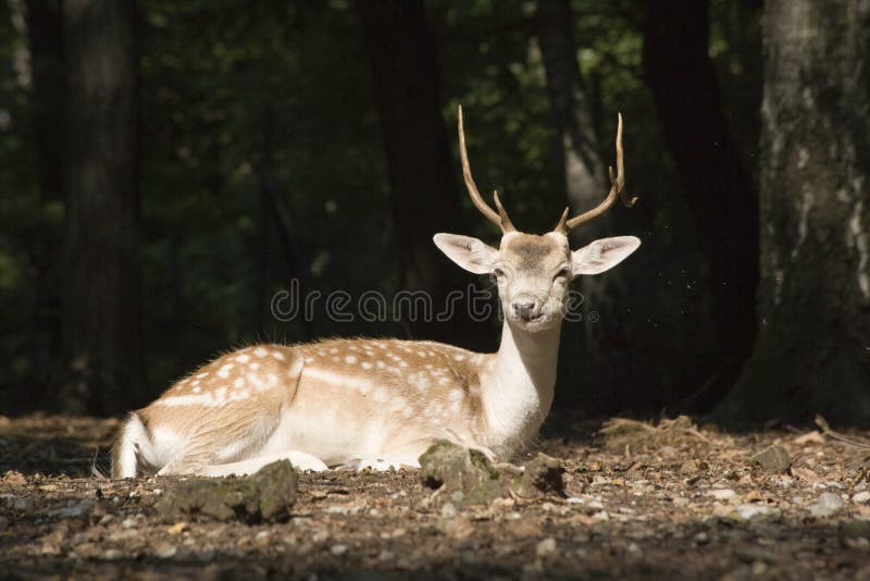Deer stock photo. Image of cute, seasonal, buck, cautious - 7201910