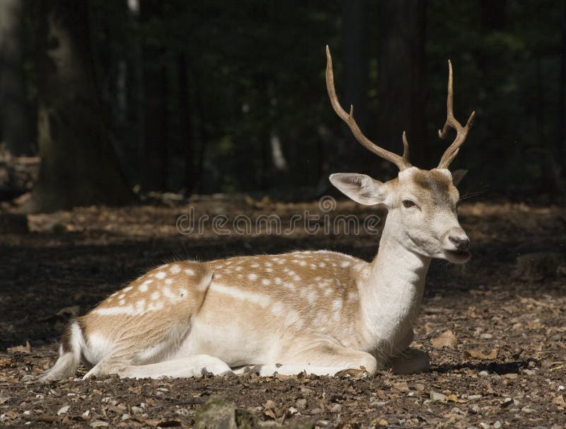 Deer stock image. Image of cautious, seasonal, animal - 7201987