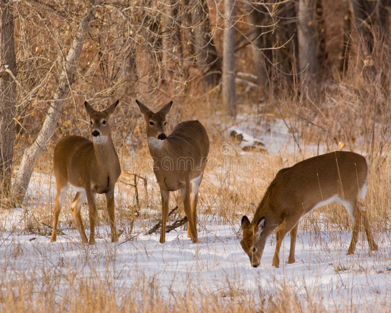 Deer stock photo. Image of ecosystem, grazing, grassland - 7559544
