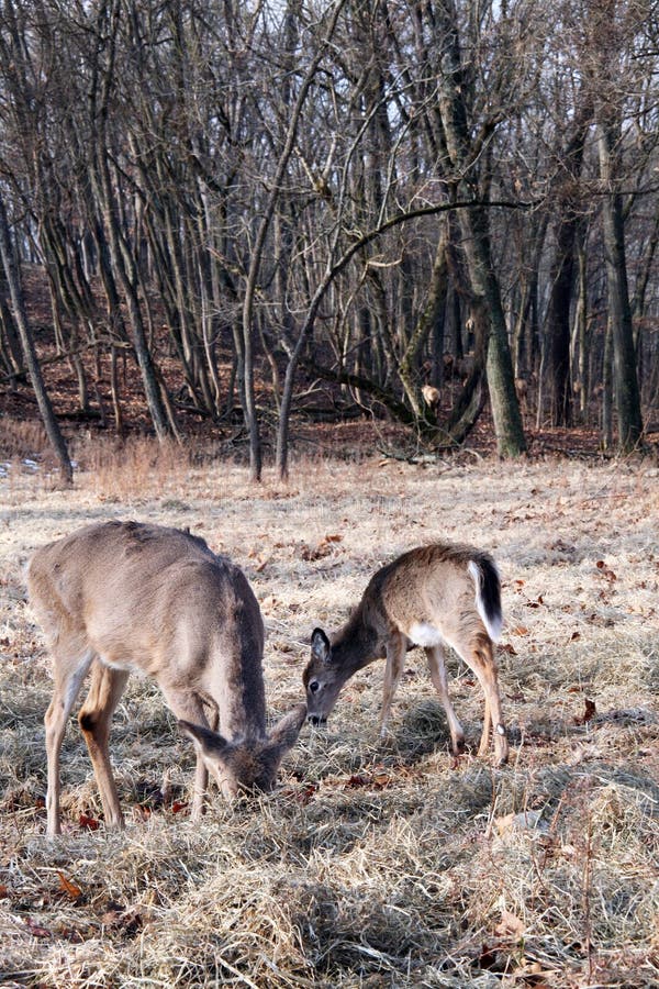 Deer Picture. Image: 8073147