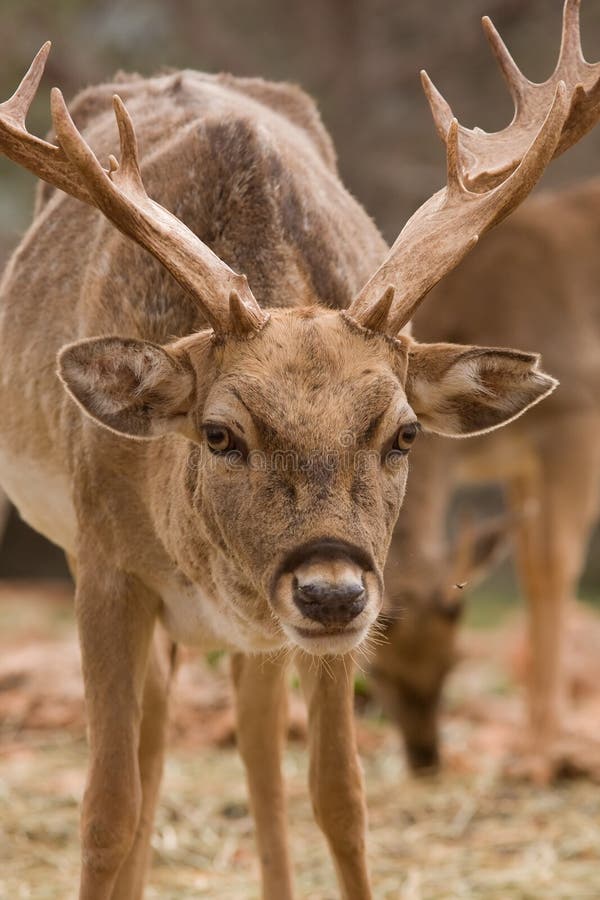 Deer stock image. Image of reserve, carmel, wildlife, young - 8103175