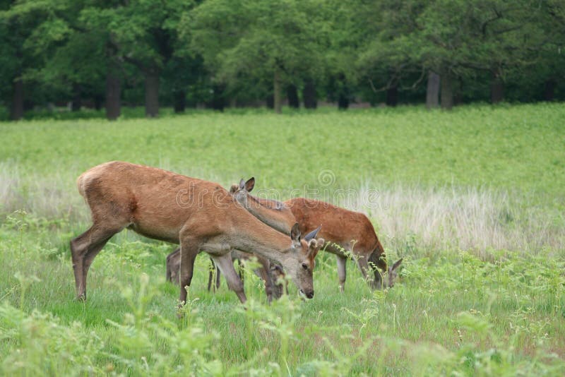 Free Animals (Wildlife) pictures, photos & images - Royalty-Free and ...