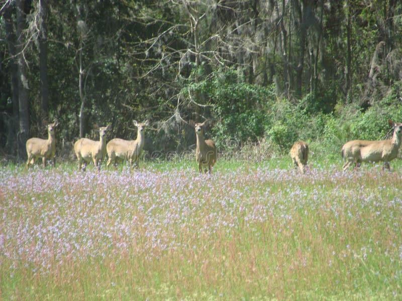 Deer stock photo. Image of brays, carolina, south, deer - 9032294