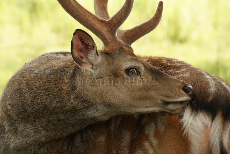 Deer acrobat stock image. Image of forest, horn, hunting - 32844927