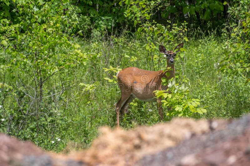 Deer on Alert on a Treeline Stock Image - Image of ungulate, whitetail ...