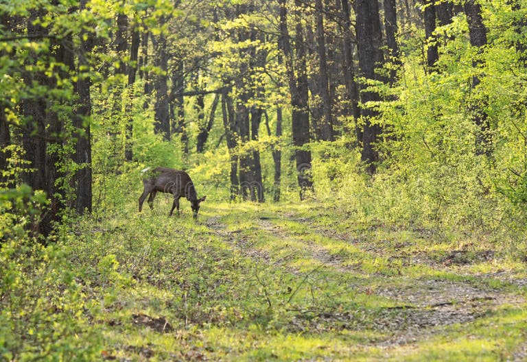 Deer in spring forest stock photo. Image of animal, spring - 179739840