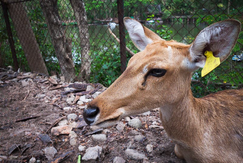 Deer stock photo. Image of protect, thailand, bond, bush - 40866898