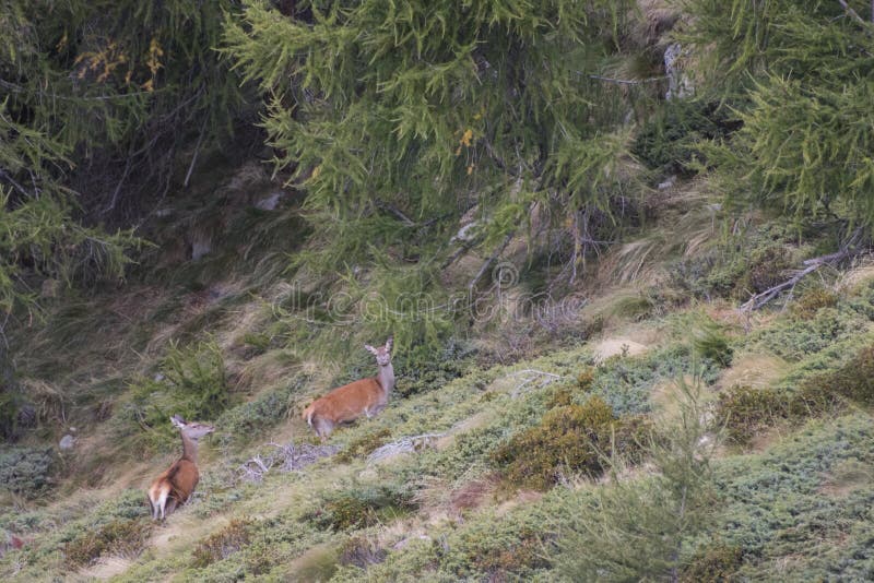 Deer on the Alps during Autumn Stock Image - Image of colorful ...
