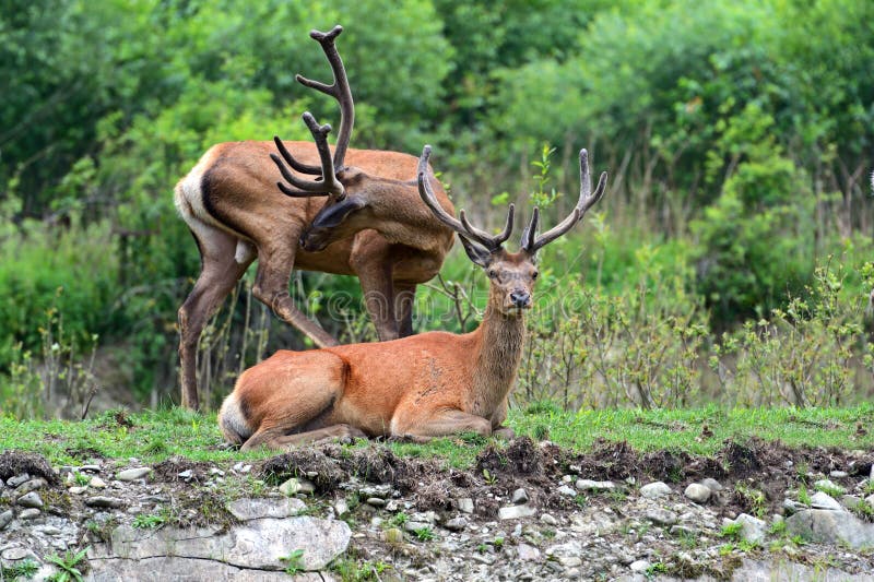 Deer Altai stock image. Image of animals, nature, altai - 32385829