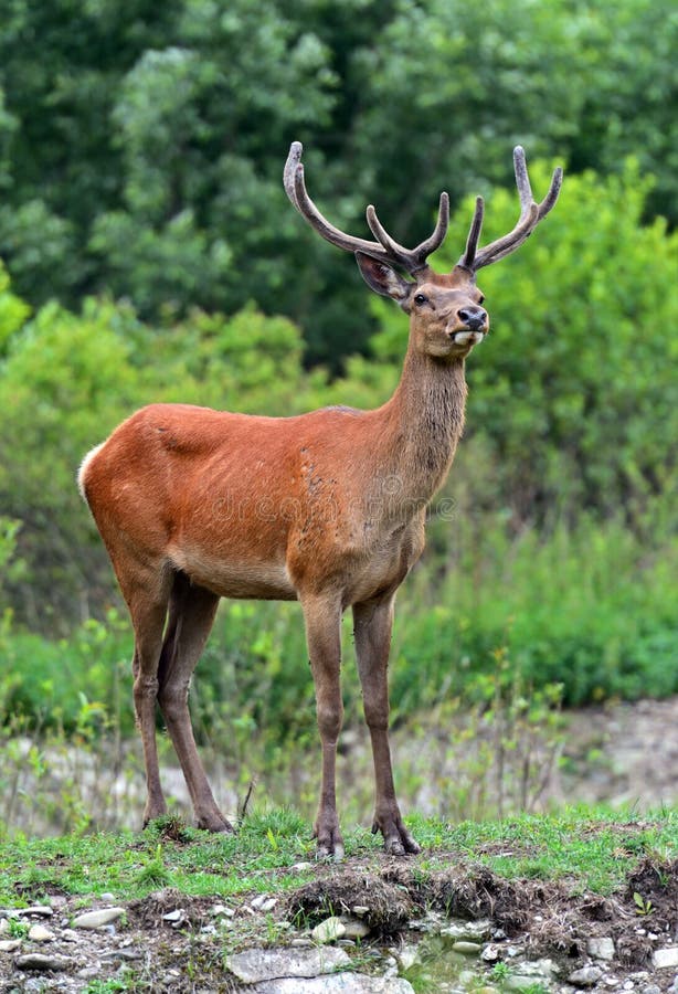 Reeves Pheasant stock photo. Image of plummage, gamebirds - 19711696