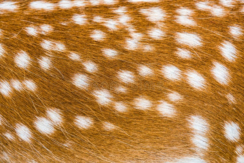 Deer Animal Skin Texture for Your Background and Pattern Stock Photo ...