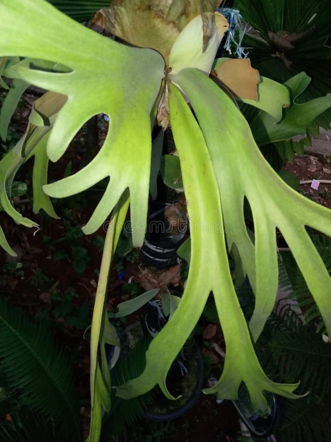 Kandaka Flower Stock Photos - Free & Royalty-Free Stock Photos from ...