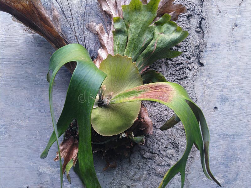 Deer Antler Plant in the Back Garden Stock Photo - Image of back, plant ...