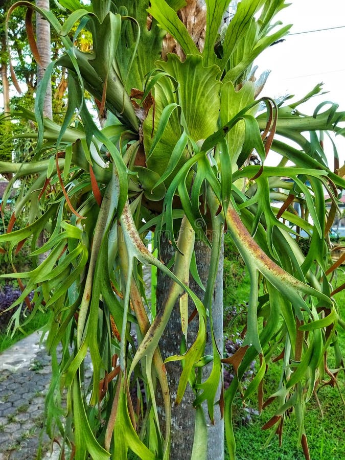 Deer Antler Plant Growing Clinging To a Palm Tree Stock Image - Image ...
