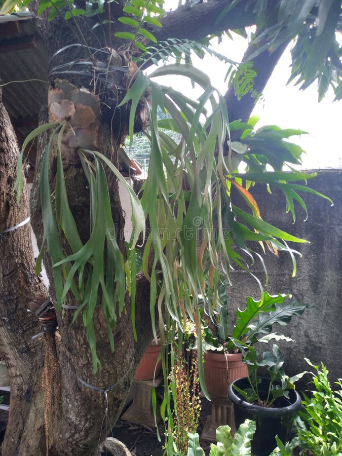 Deer Antler Plant Sticks Naturally To the Tree Stock Photo - Image of ...