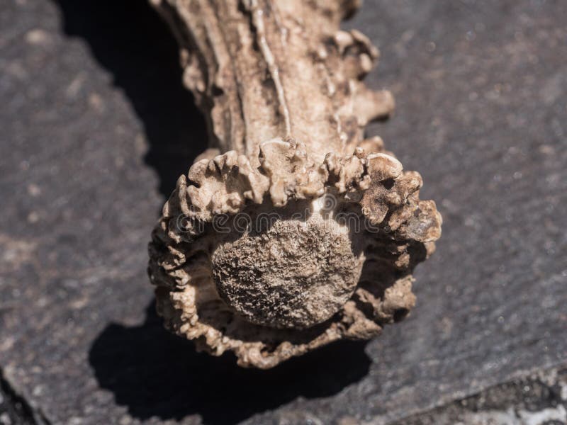 Deer antler texture stock image. Image of ungulate, nature - 76712433
