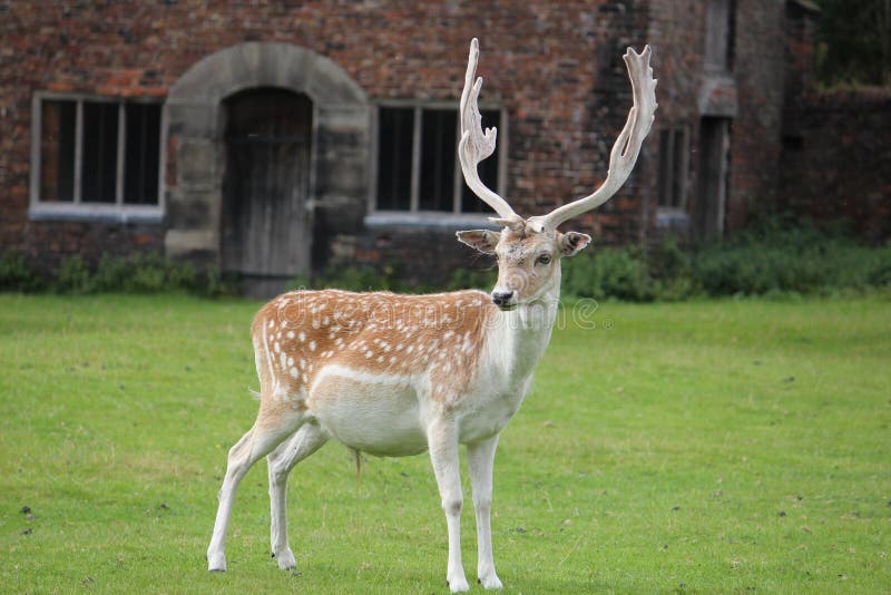 Deer with Antlers Facing Camera Stock Image - Image of seasonal, nature ...