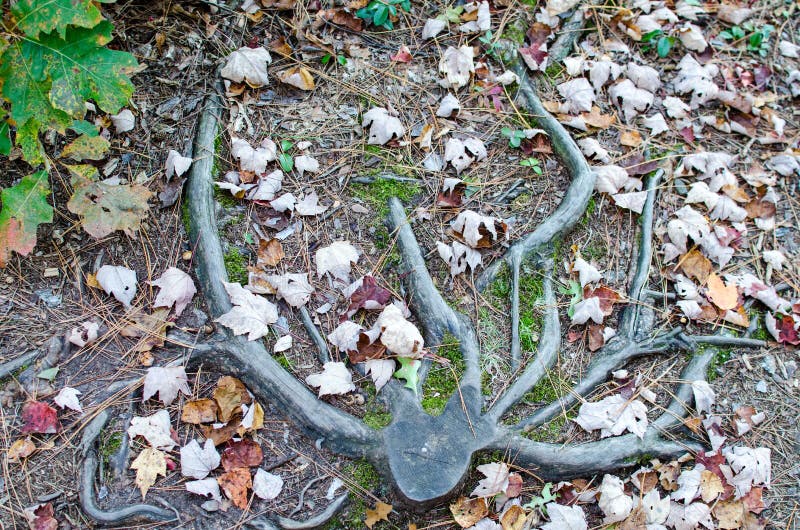 Deer Antlers and Fall Leaves on a Trail in Banning State Park in Stock ...