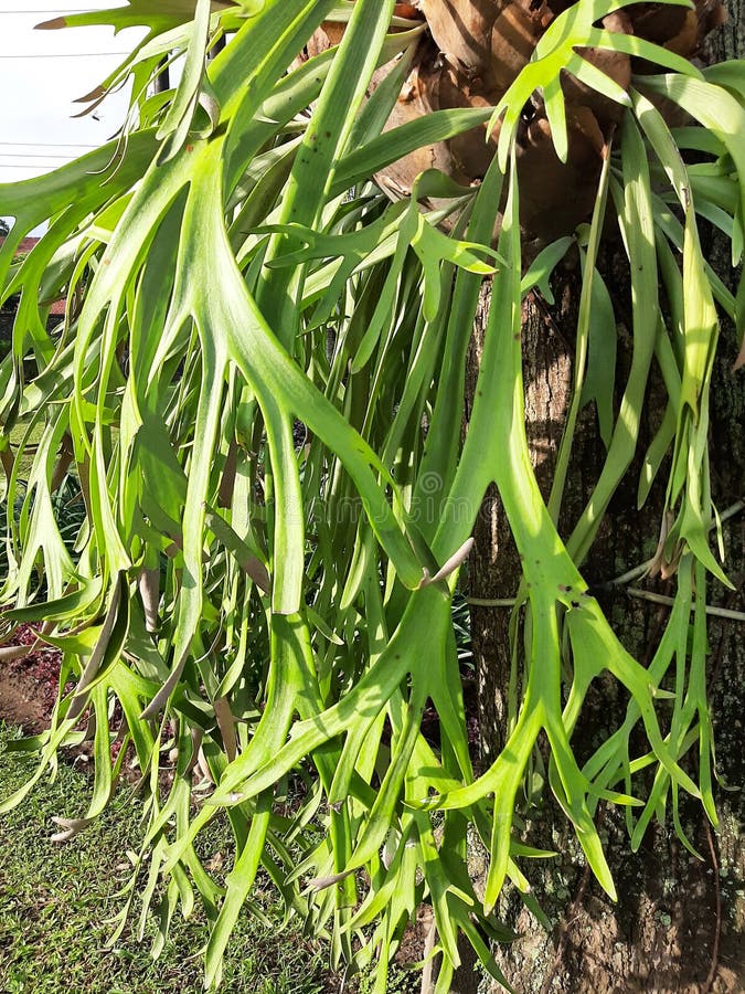 Deer Antlers Ferns Attached To Trees Stock Photo - Image of trees, deer ...