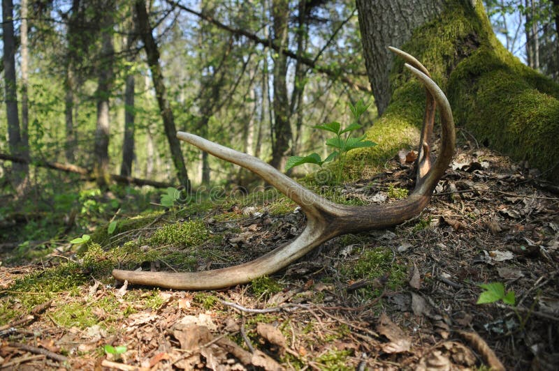 Deer Antlers Lost by a Bull Deep in the Forest. Sharp Shining ...