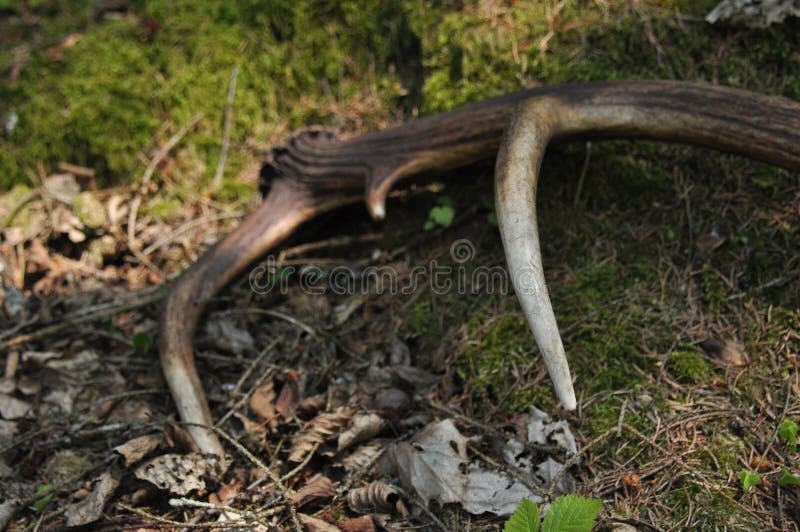 Shining Arrowheads Stock Photos - Free & Royalty-Free Stock Photos from ...