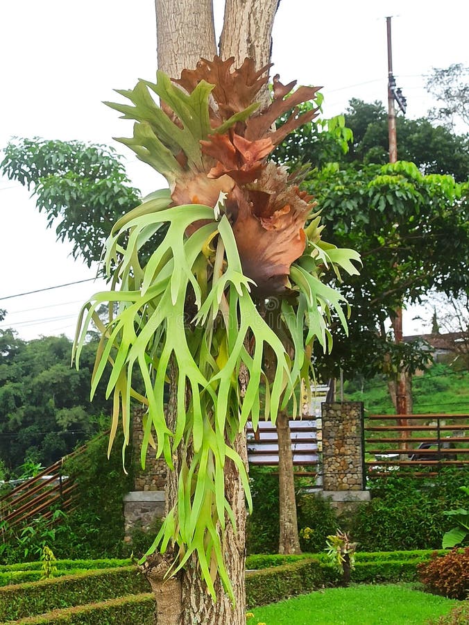 Deer Antlers Plant Attached Tree Stock Photos - Free & Royalty-Free ...